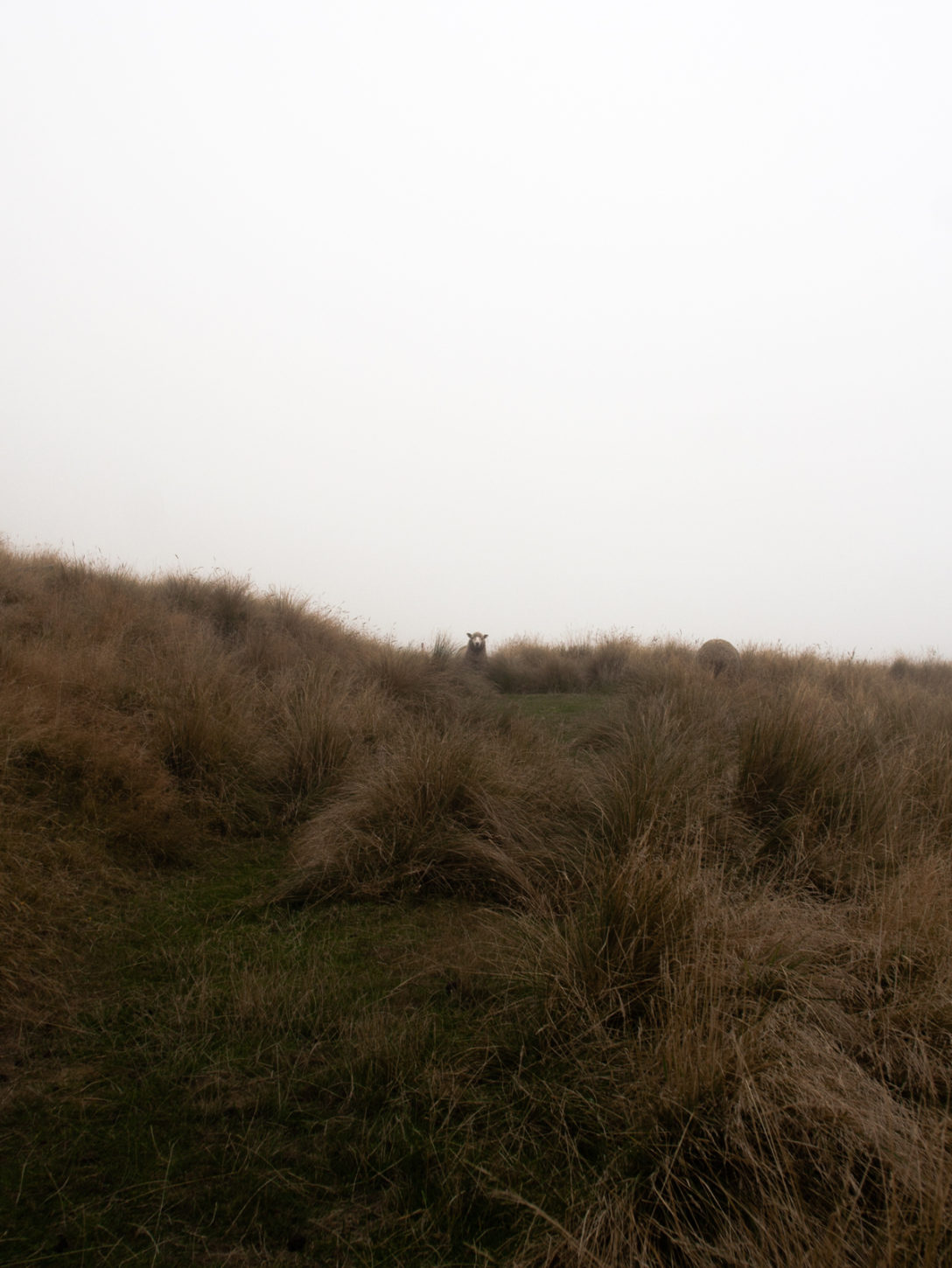 Mount Herbert | Banks Peninsula - Adventures from the South