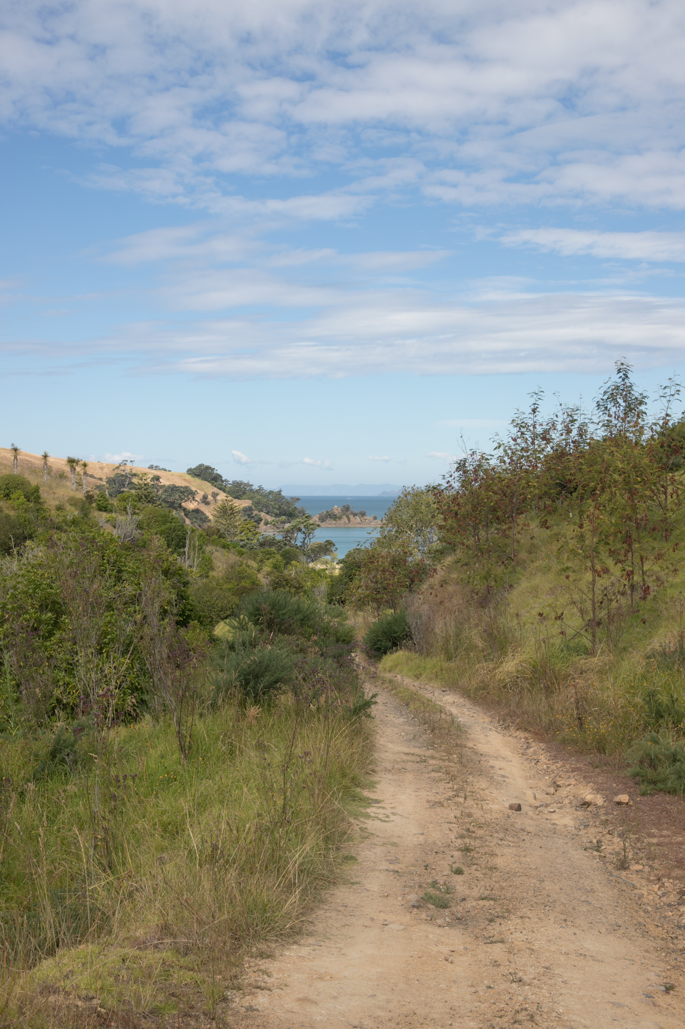 Home Bay | Motutapu - Adventures from the South
