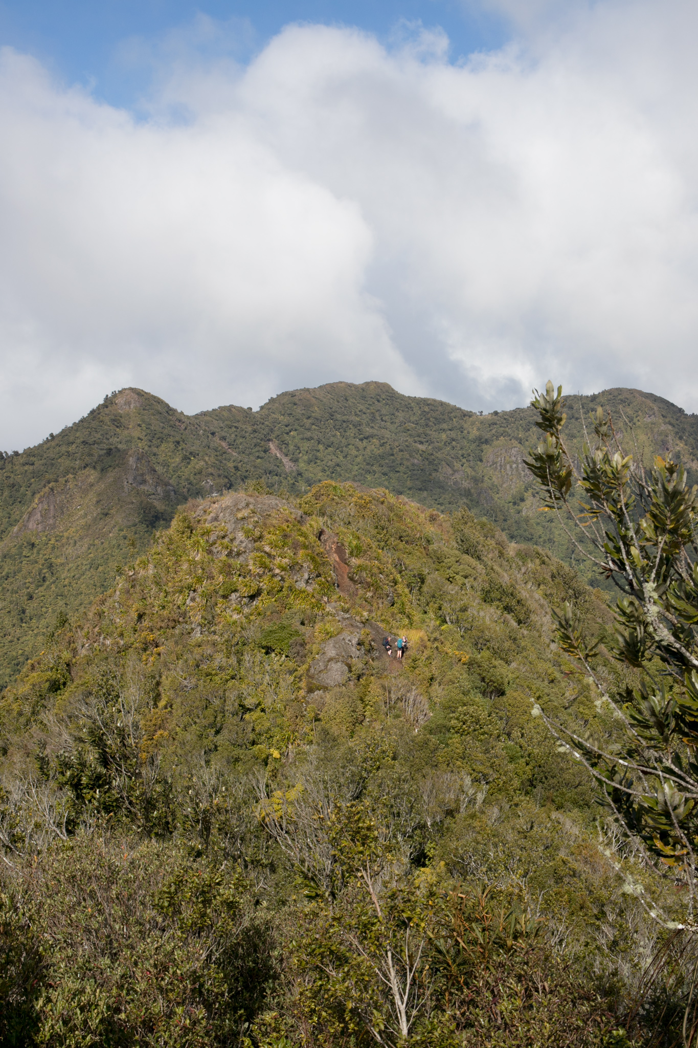 Mount Pirongia | Pironiga Forest Park - Adventures from the South