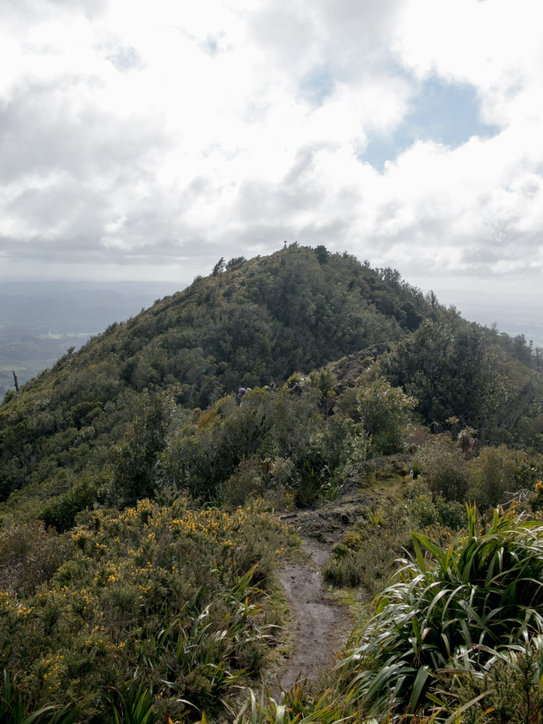 Mount Pirongia | Pironiga Forest Park - Adventures from the South