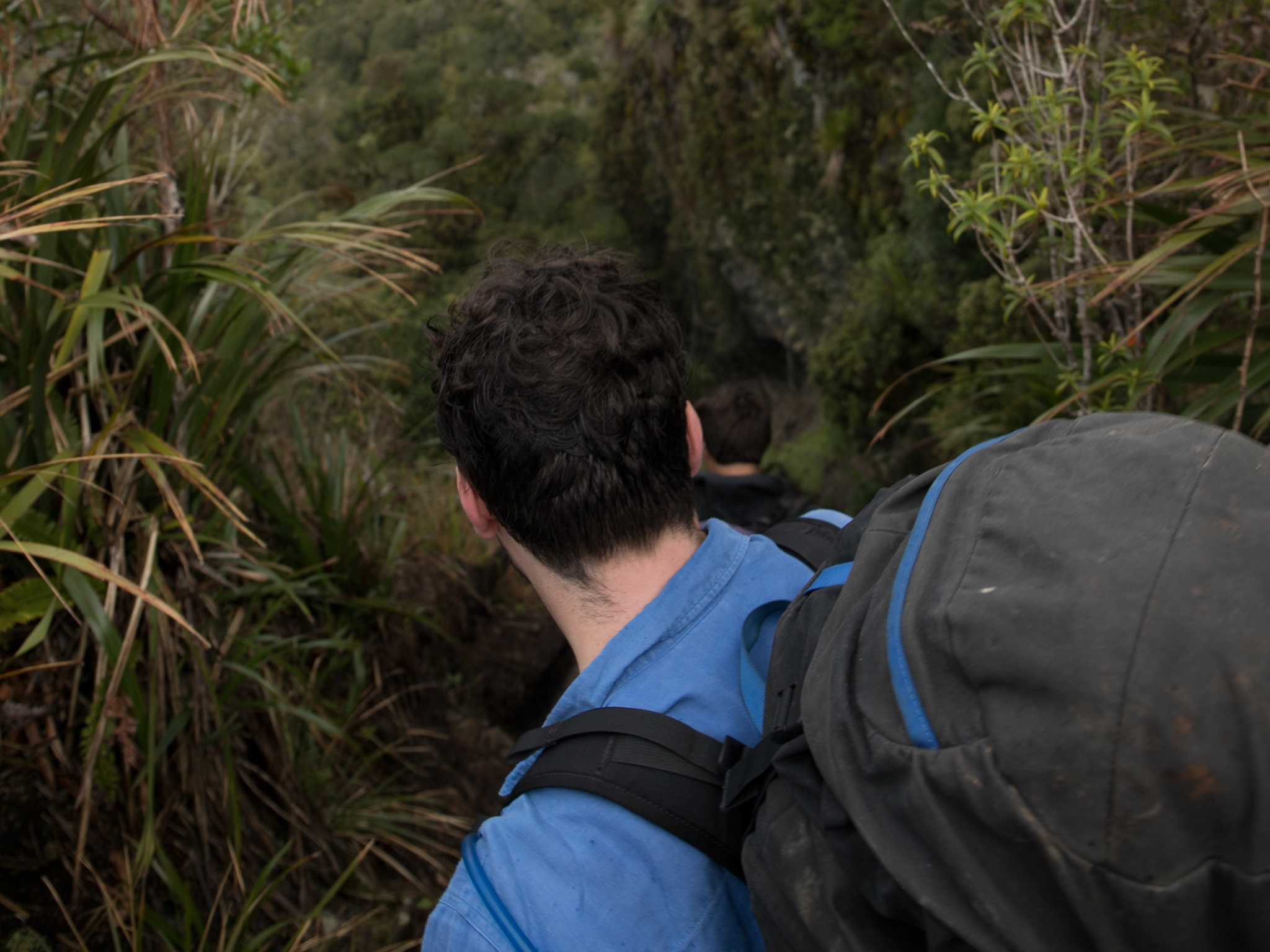 Mount Pirongia | Pironiga Forest Park - Adventures from the South