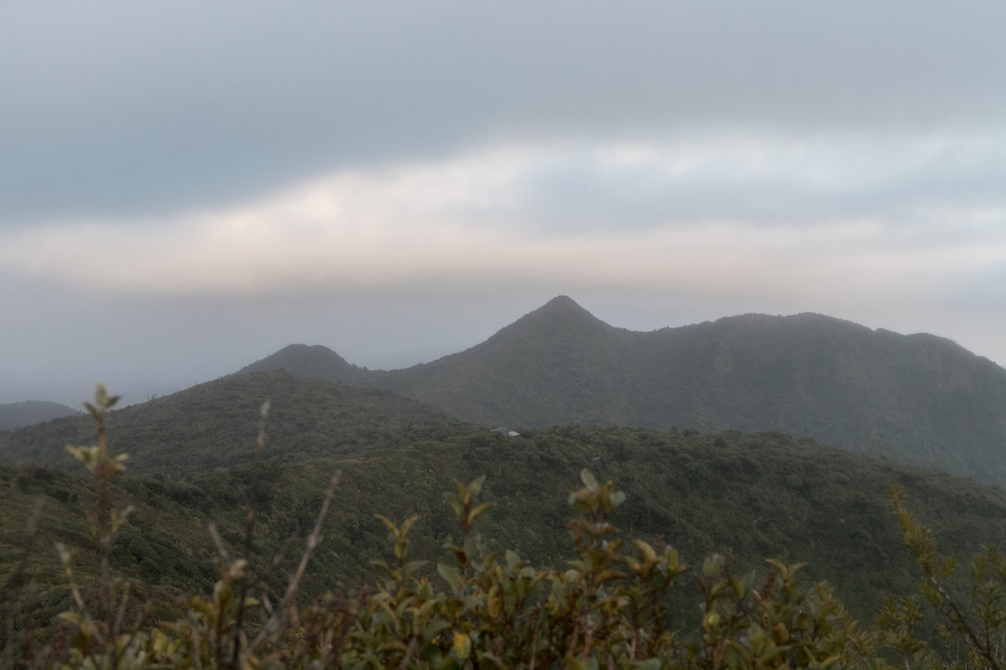 Mount Pirongia | Pironiga Forest Park - Adventures from the South